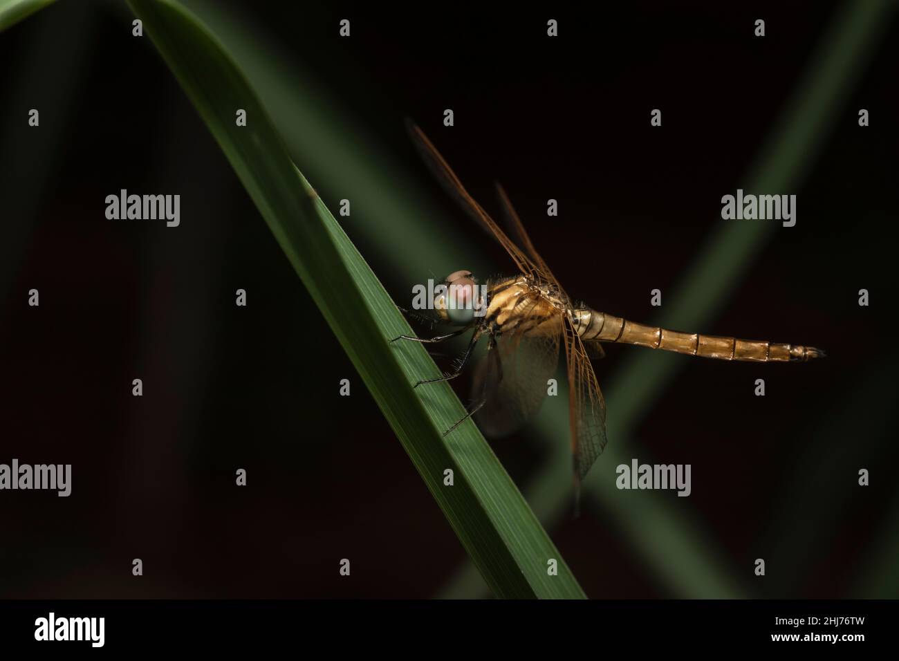 Dragonfly asia hi-res stock photography and images - Alamy