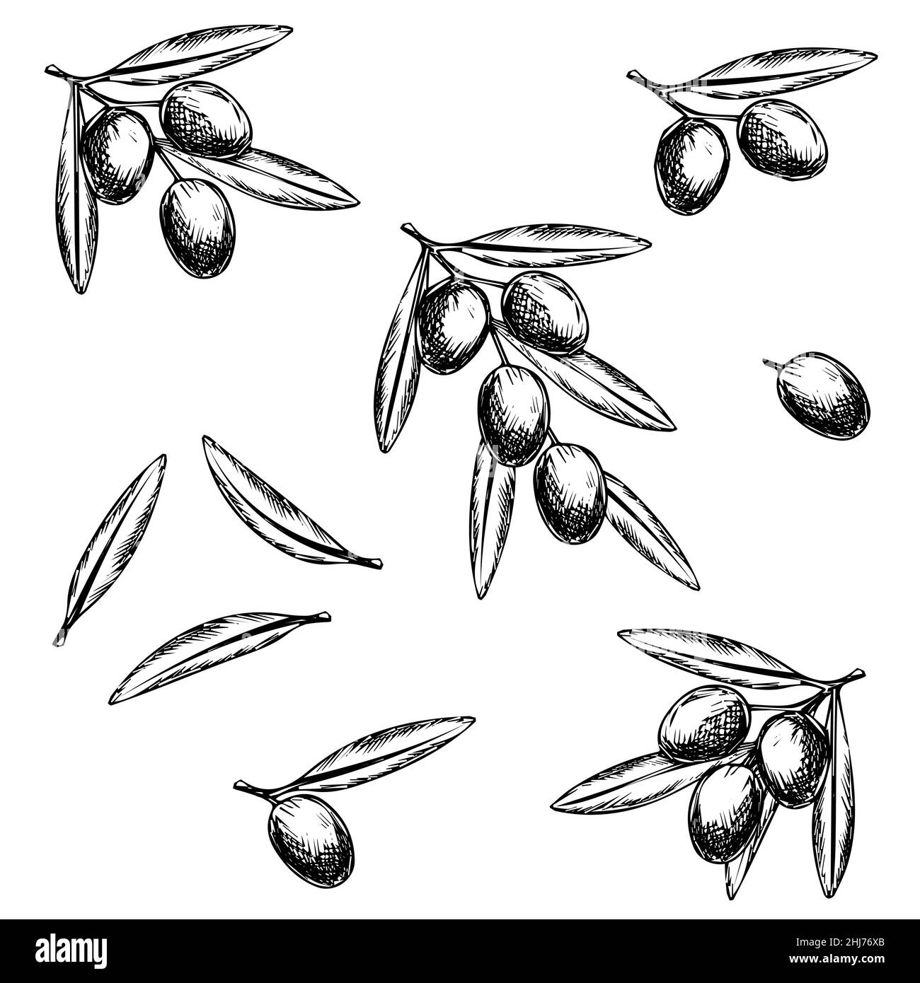 Vintage drawn tree branches Black and White Stock Photos & Images - Alamy