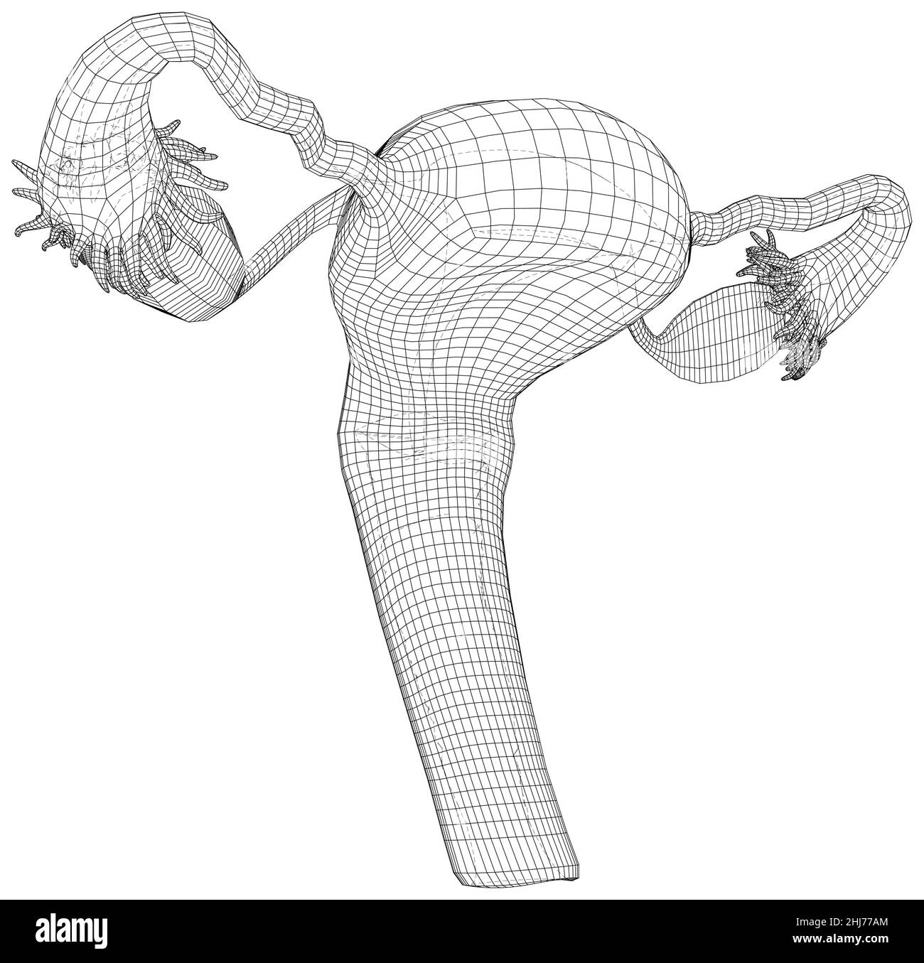 Reproductive system scheme on a white background. Technical Outline ...