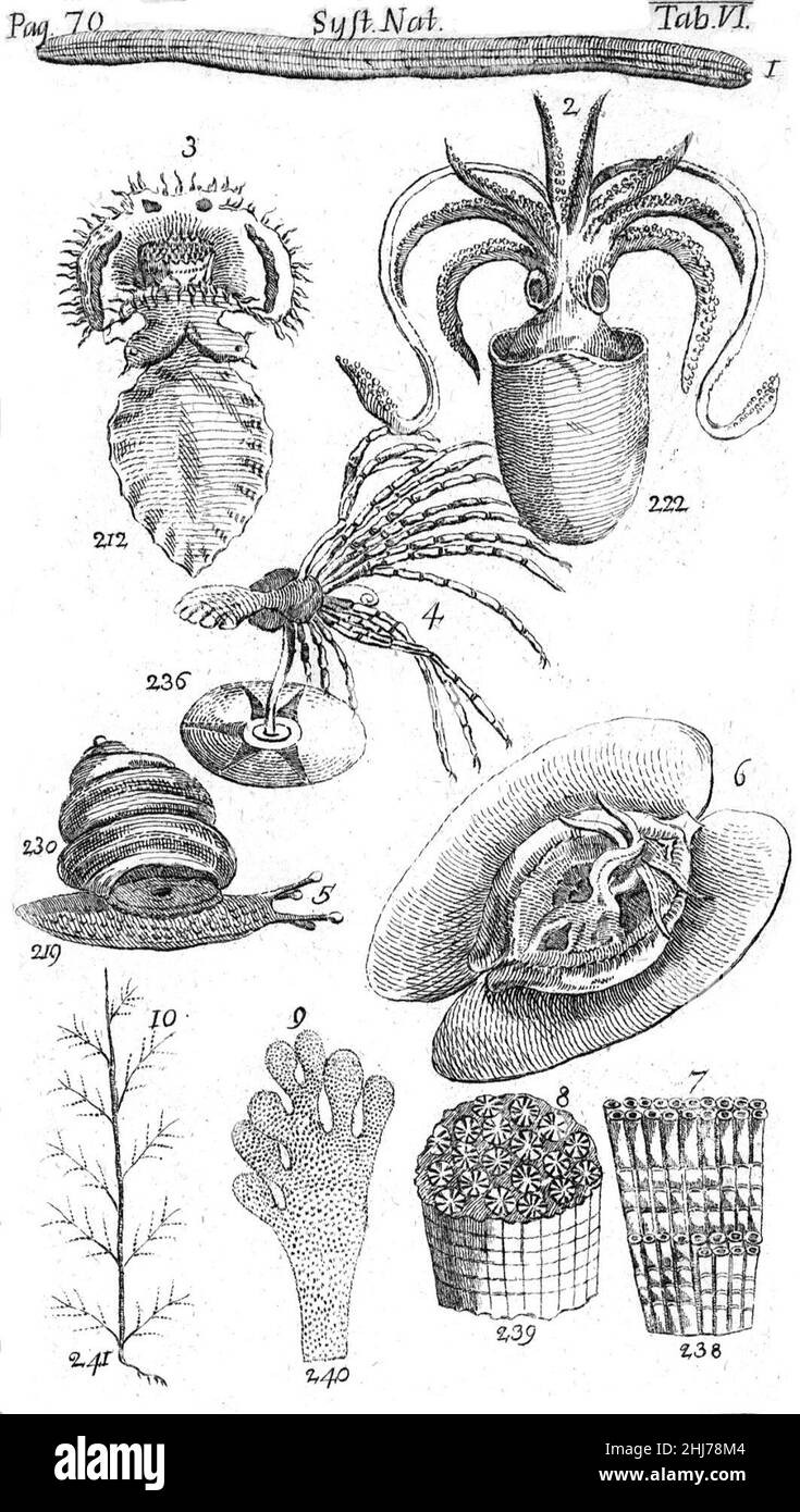 Systema Naturae Plate VI Stock Photo - Alamy