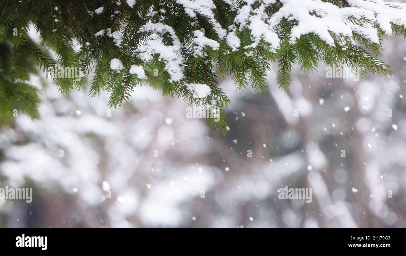 The winter landscape in the snowy forest and the fir trees turning ...