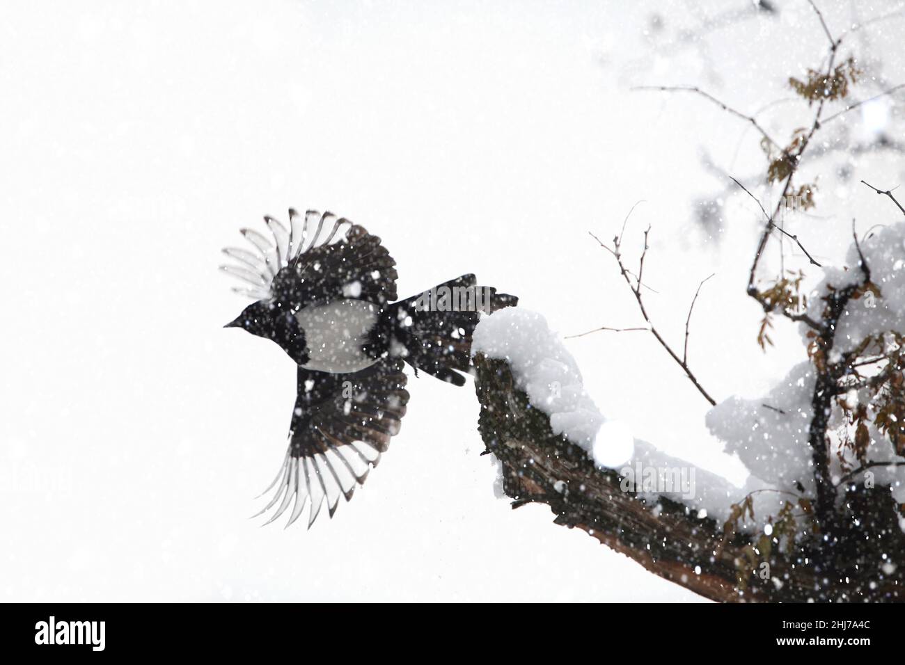 winter landscape with magpies and snow Stock Photo - Alamy