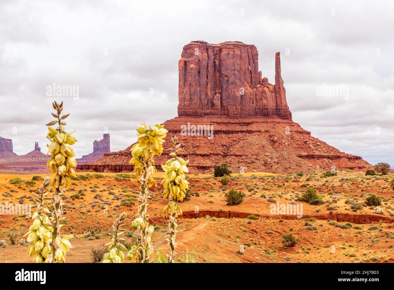 Wild desert flowers monument valley hi-res stock photography and images ...
