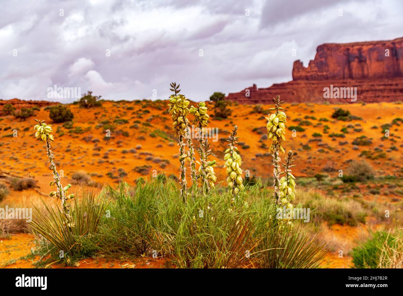 Stunning flower Yucca glauca blooms in Monument Valley Stock Photo - Alamy