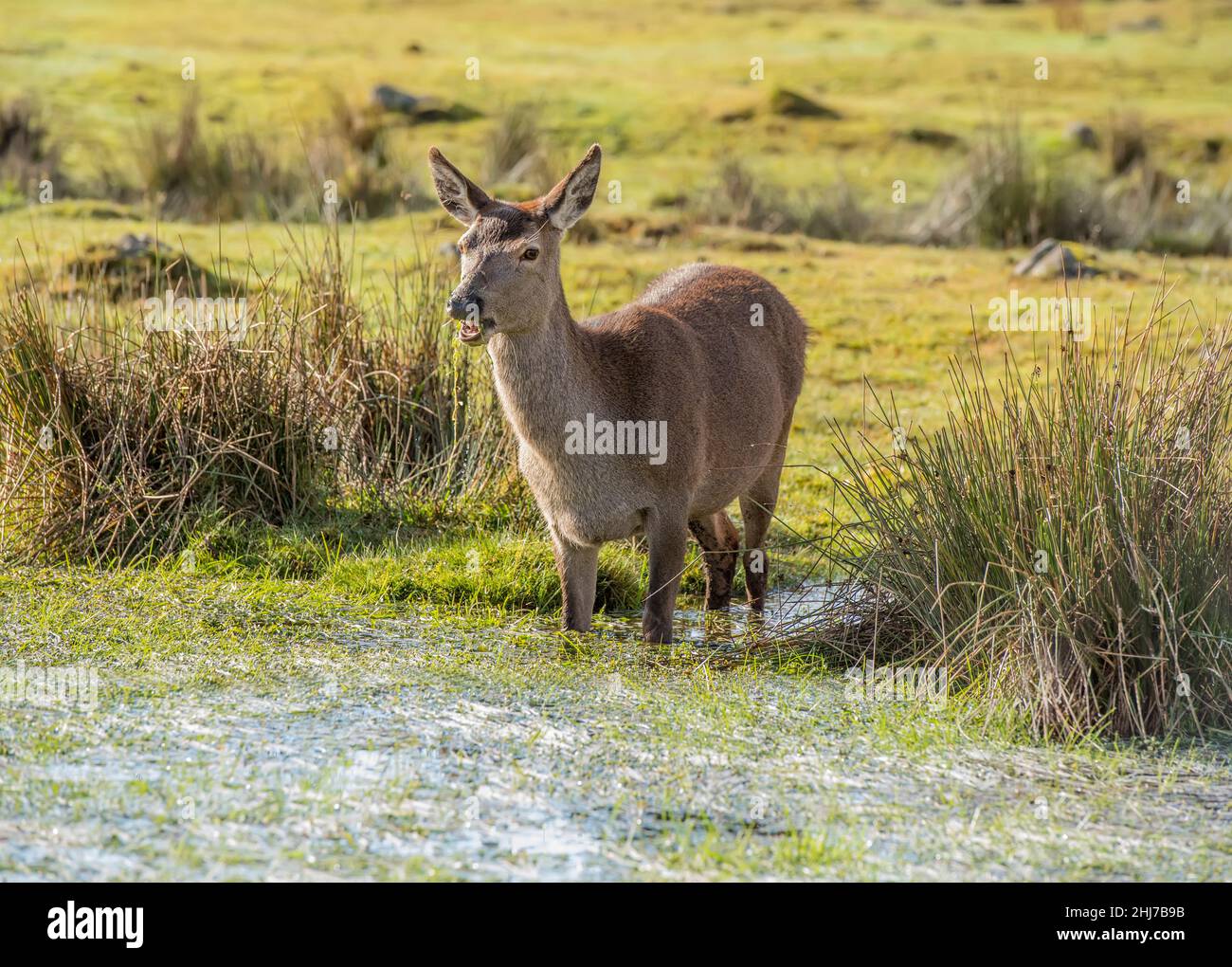 Red deer standing in a pool of water eating close up on moorland in ...