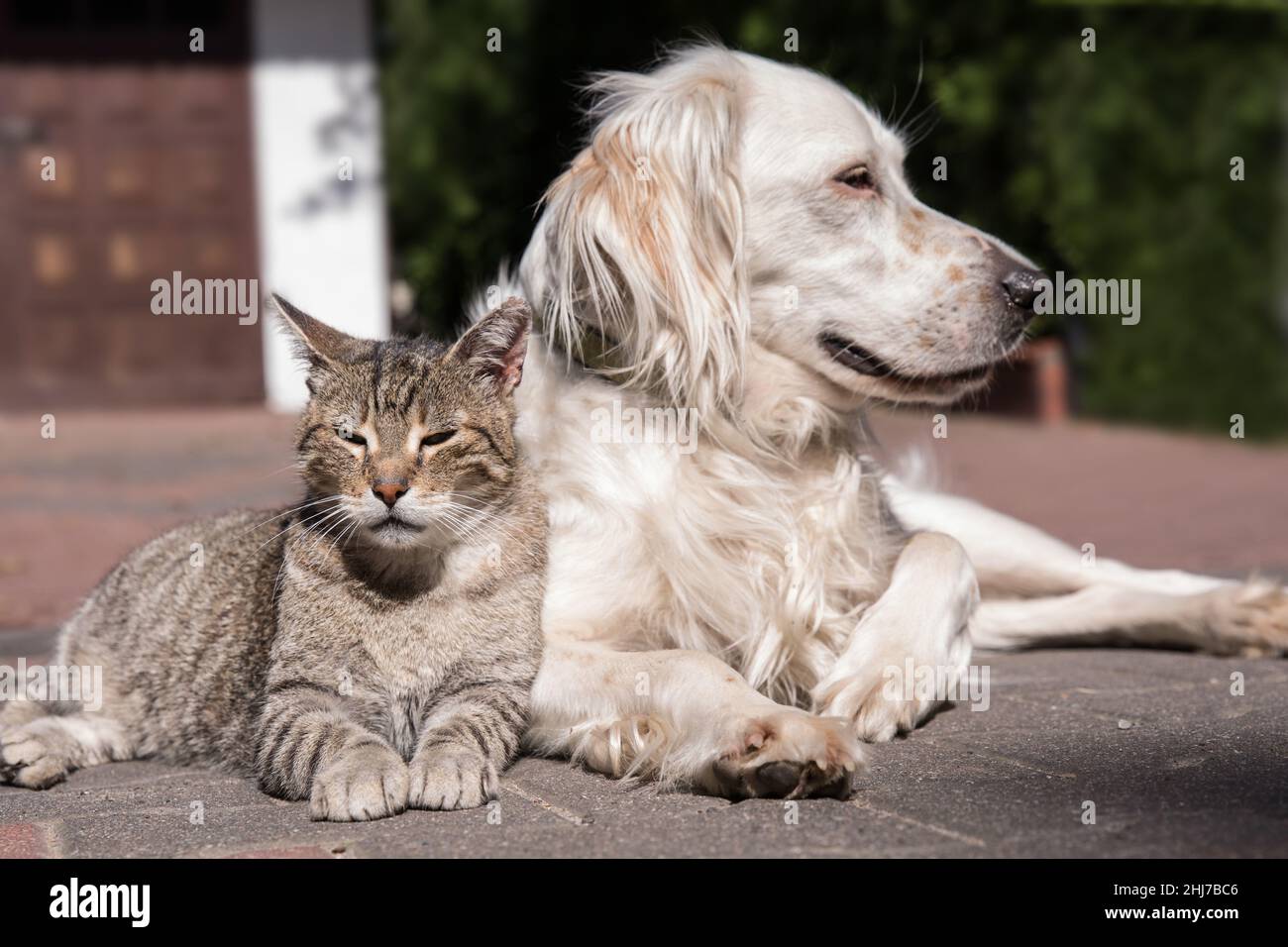 Dog and cat playing together outdoor. Cat and dog friendship, cat and ...
