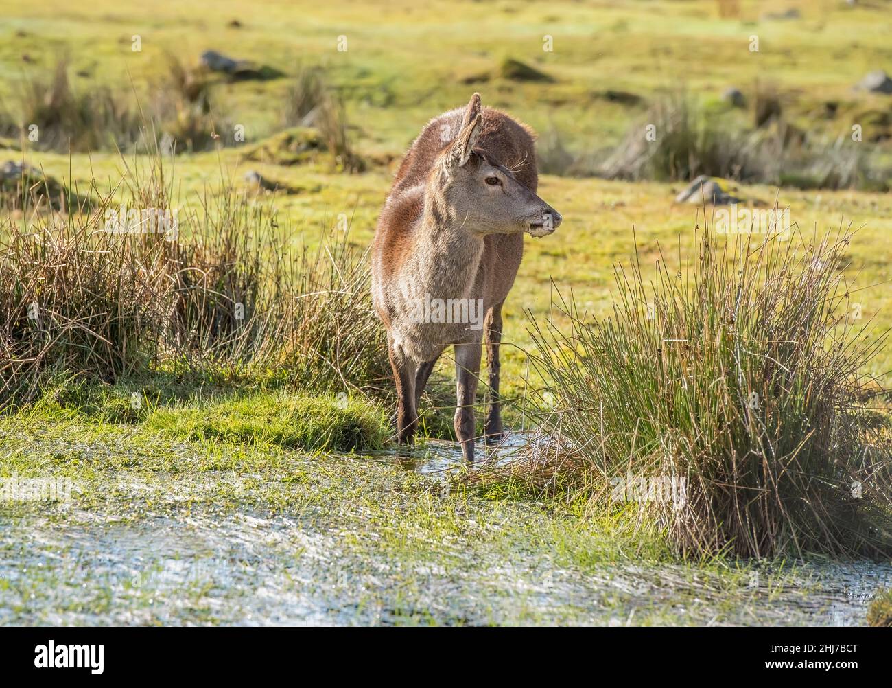 Red deer standing in a pool of water eating close up on moorland in ...