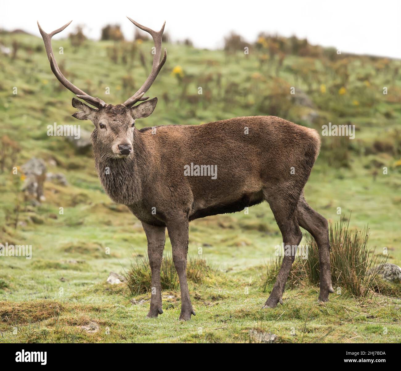 Red deer stag close up on moorland in Scotland Stock Photo - Alamy