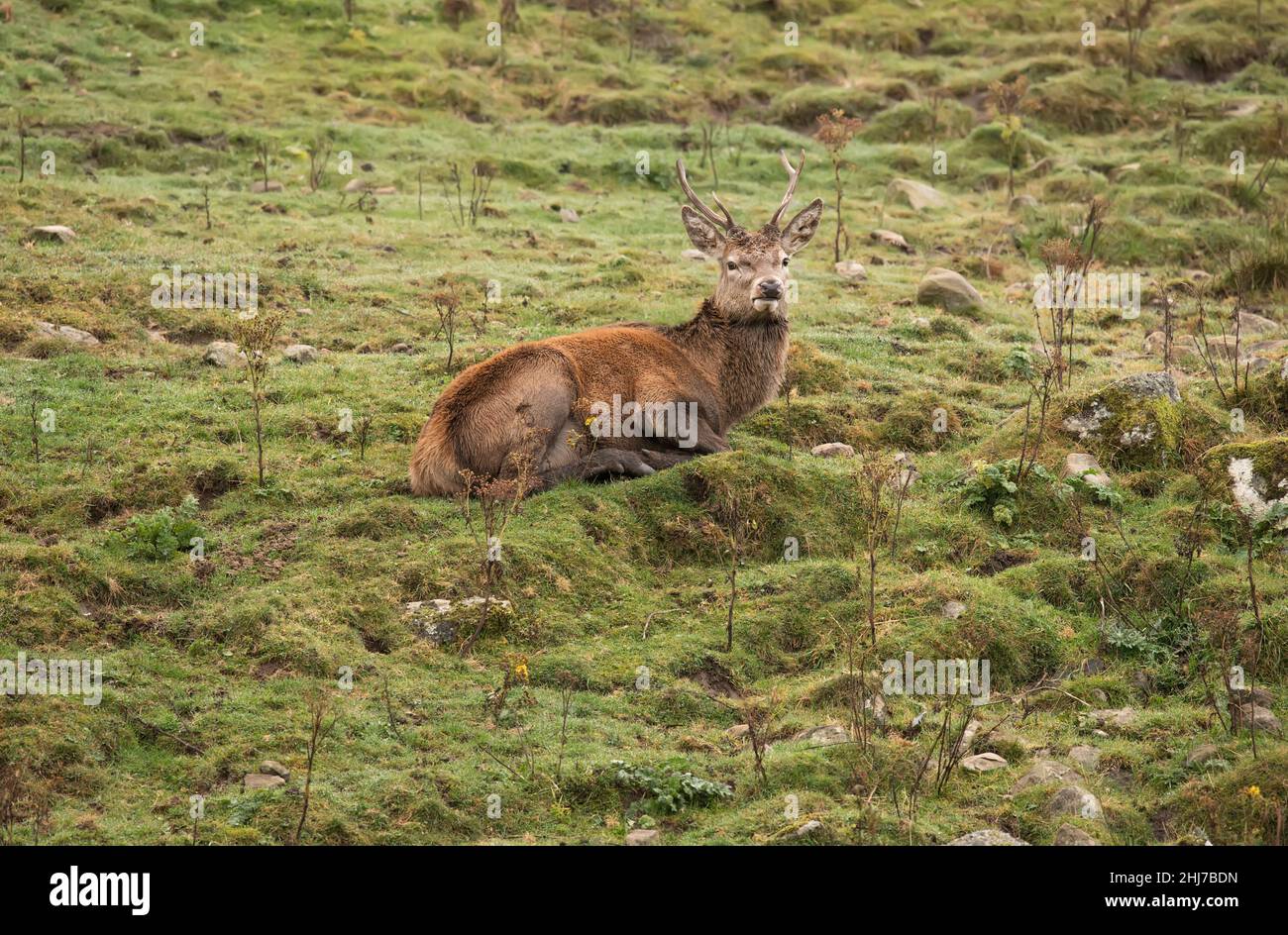 Red deer stag sitting close up on moorland in Scotland Stock Photo - Alamy