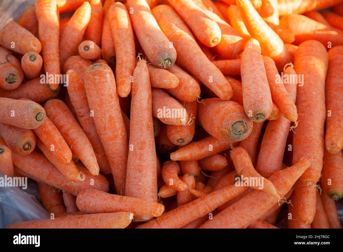 Carrots. Top of view and secretive focus. Display of lots of carrots at ...