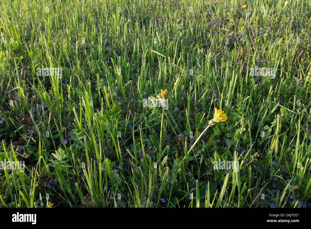 Lush meadowland hi-res stock photography and images - Alamy