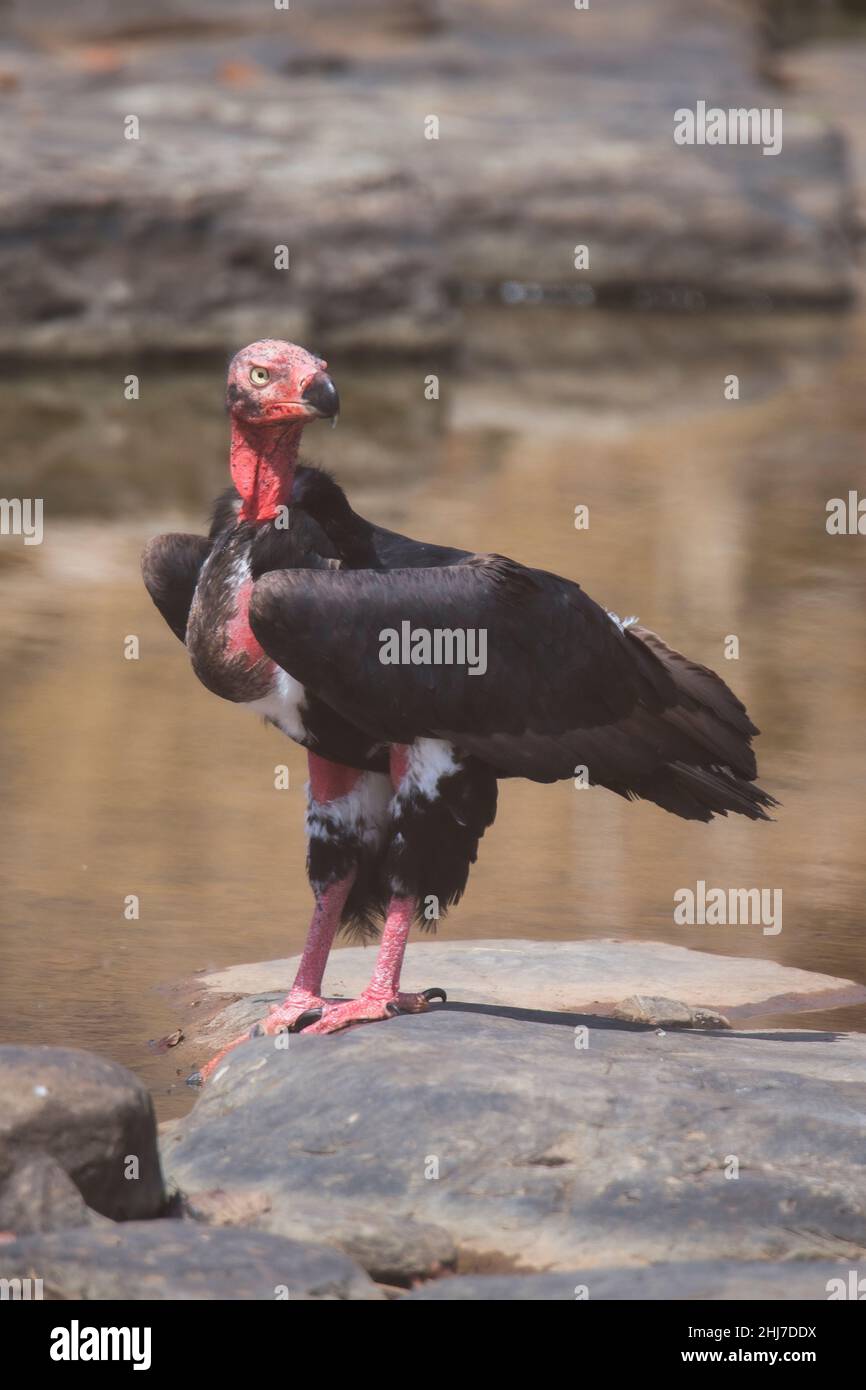 Red-headed Vulture, Sarcogyps calvus, Panna Tiger Reserve, Madhya ...
