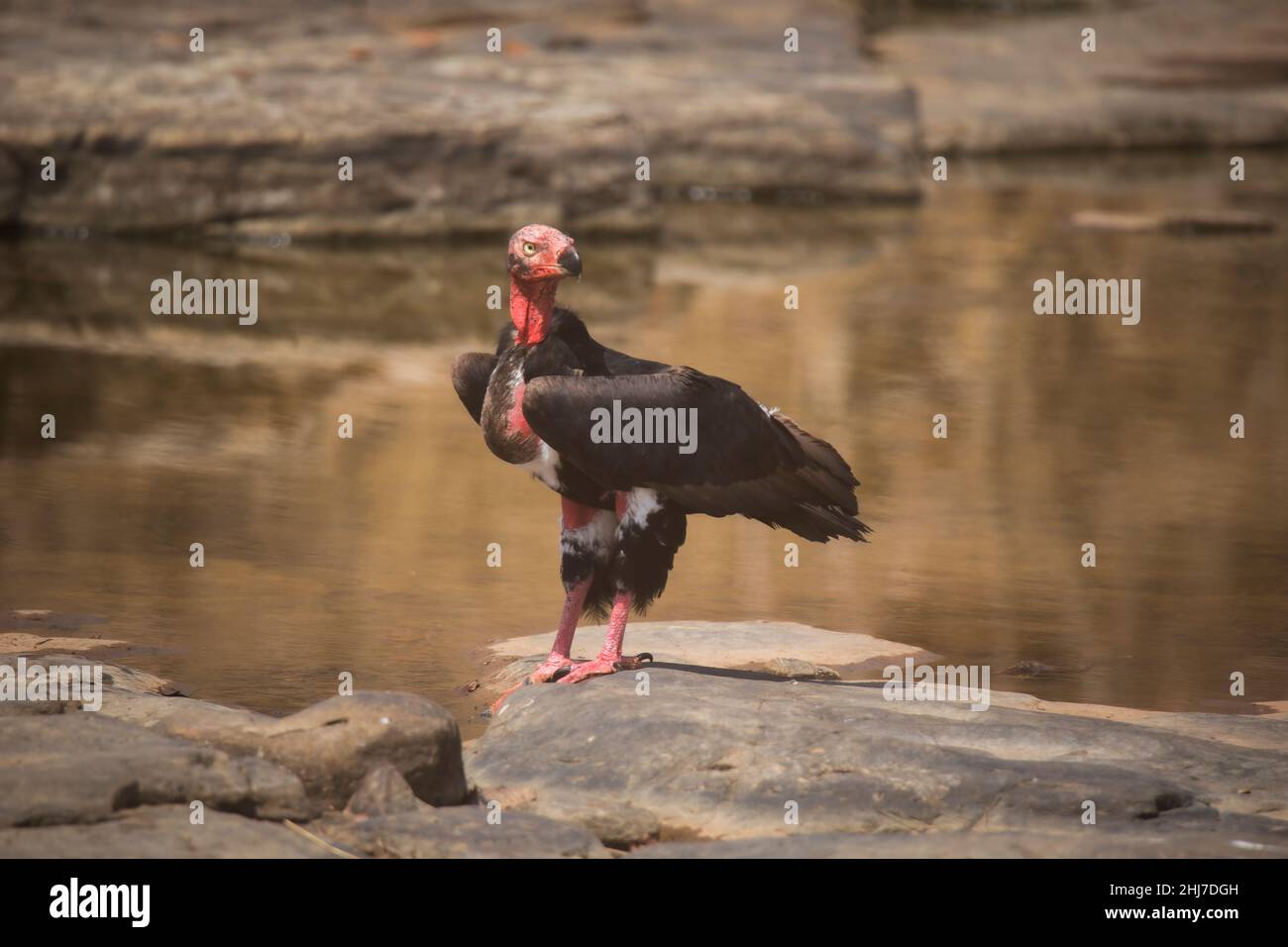 Red-headed Vulture, Sarcogyps calvus, Panna Tiger Reserve, Madhya ...