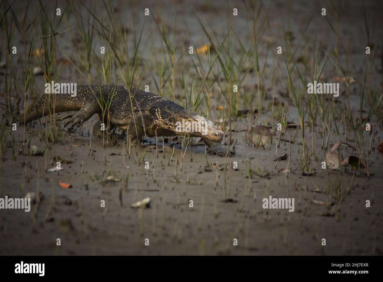 Asian Water Monitor, Varanus salvator, Sunderbans, India Stock Photo ...