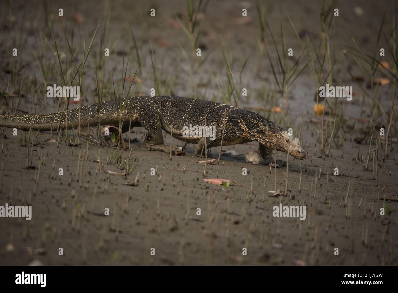Asian Water Monitor, Varanus salvator, Sunderbans, India Stock Photo ...