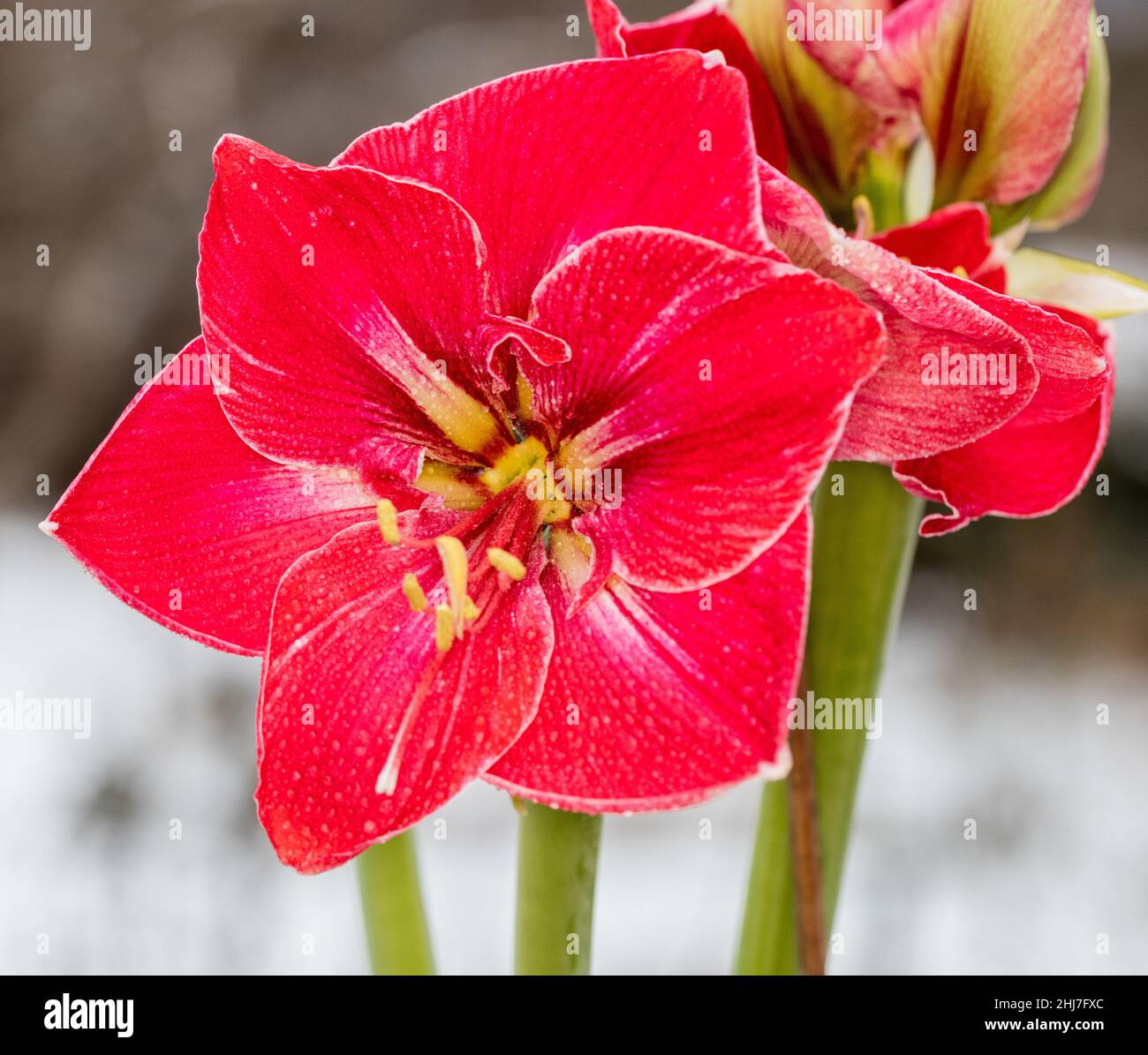 'Magical Touch' Hippeastrum, Amaryllis (Hippeastrum x hortorum Stock ...
