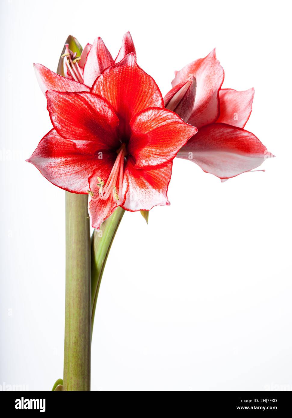 Hippeastrum leaves hi-res stock photography and images - Alamy