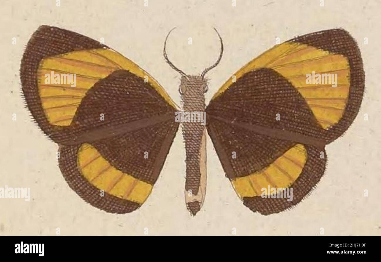 T7-01-Callidula evander (Stoll, 1780 Stock Photo - Alamy