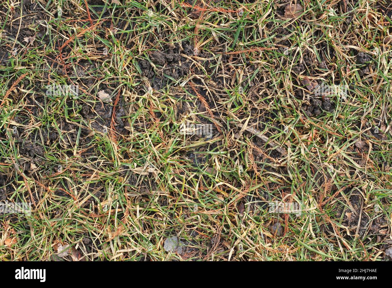 Top view full frame closeup of green grass growing in the wild fields ...
