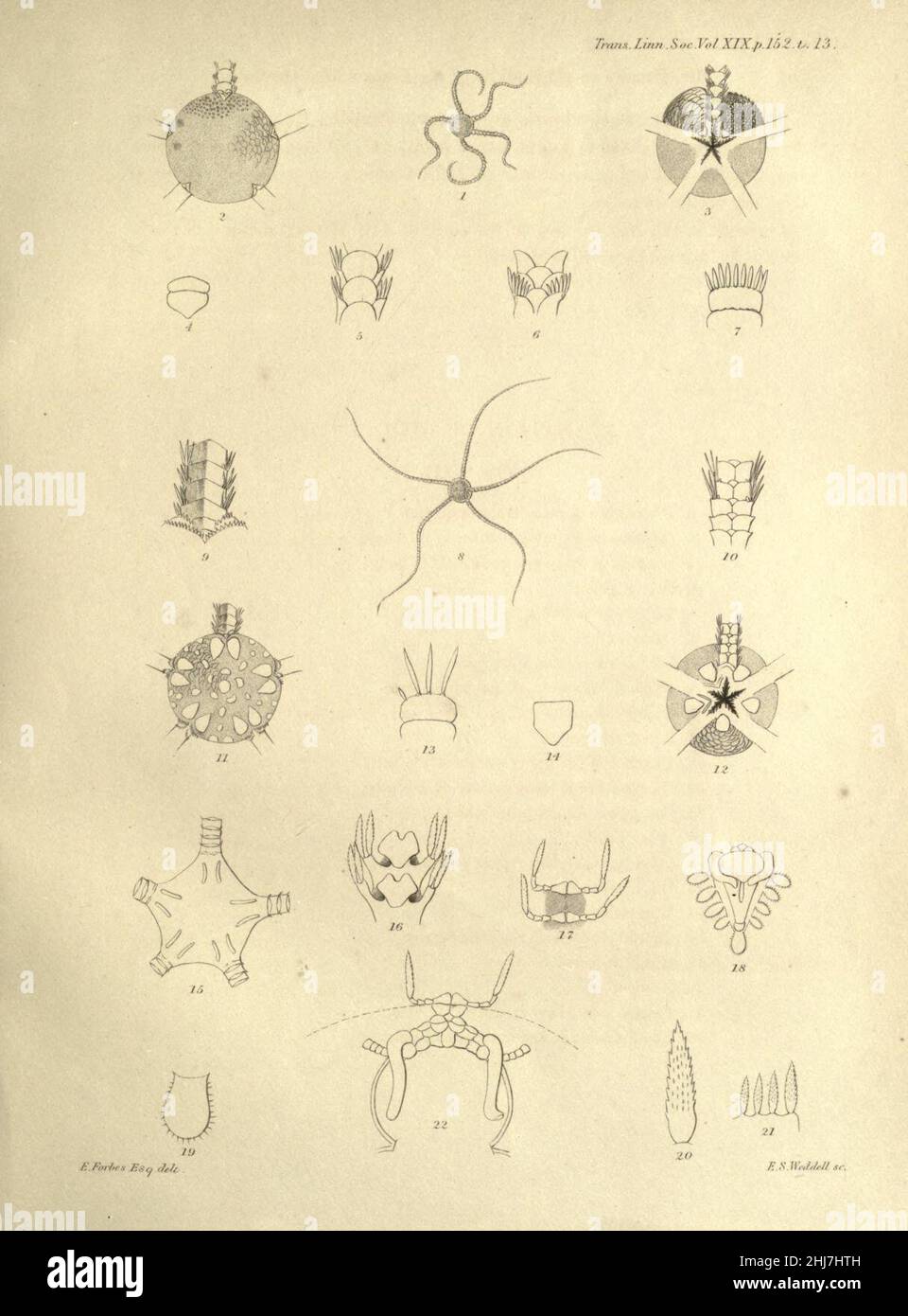 Tab. XIII (Forbes, 1843 Stock Photo - Alamy