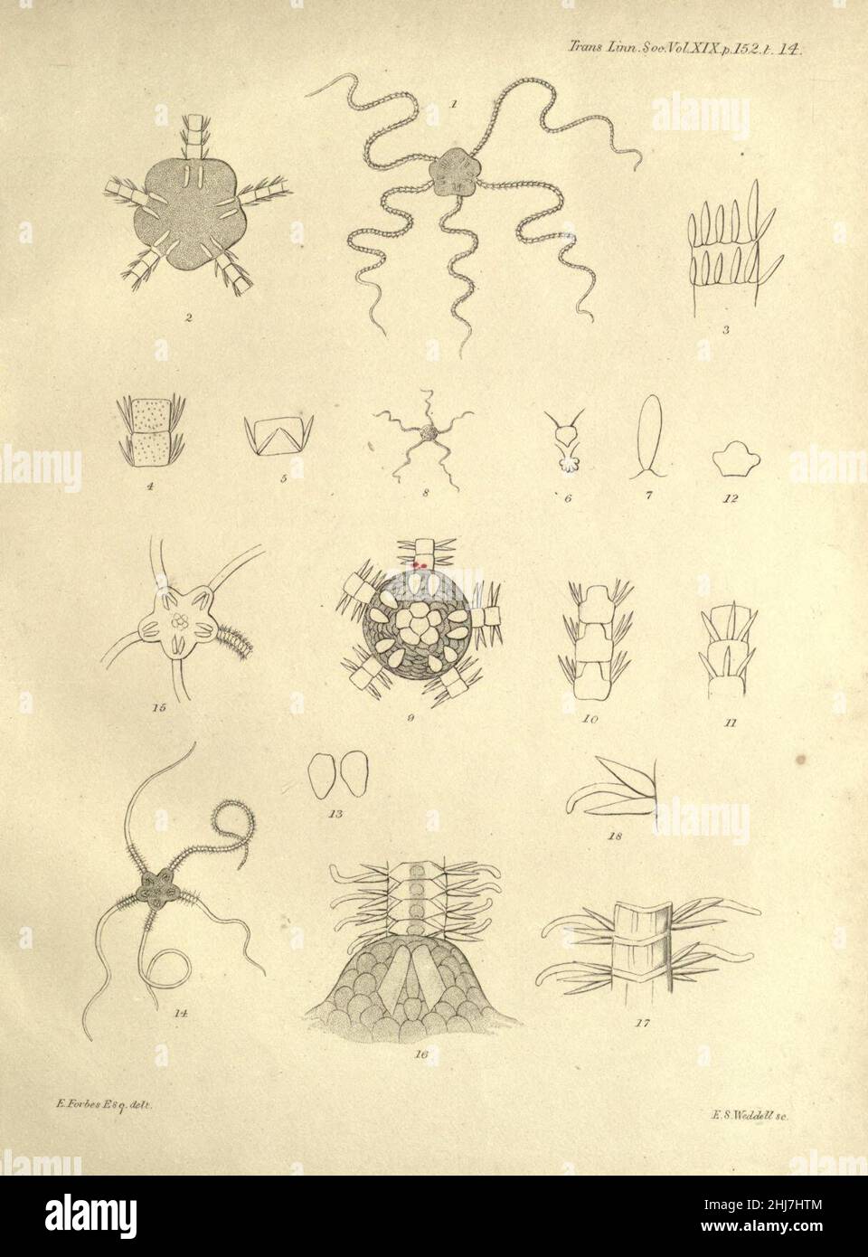 Tab. XIV (Forbes, 1843 Stock Photo - Alamy