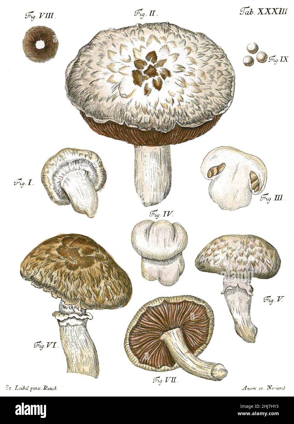 Campestris l hi-res stock photography and images - Alamy