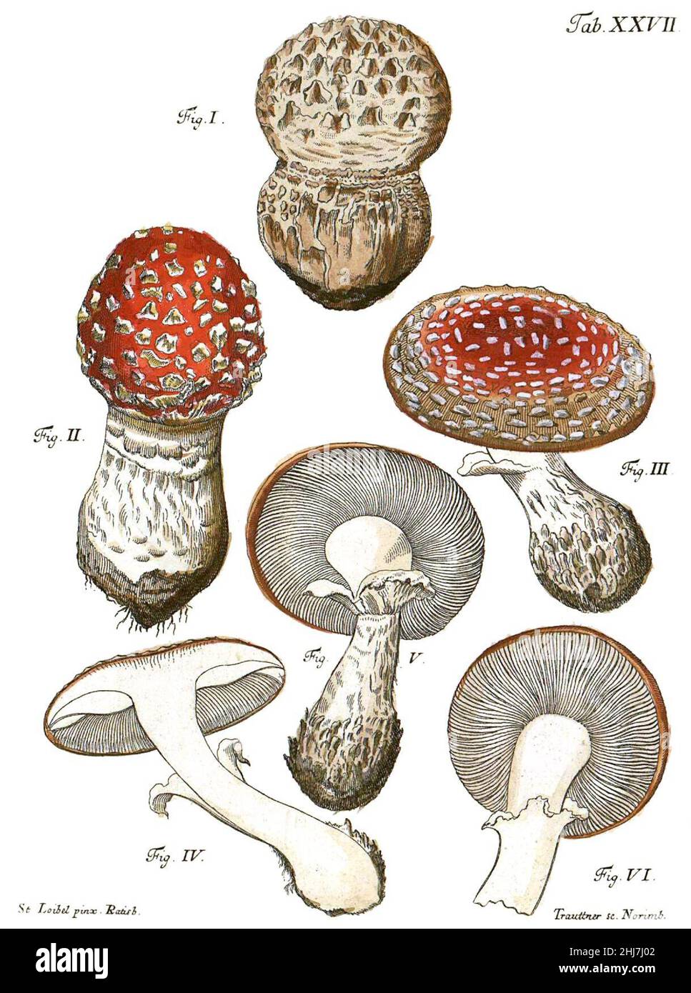 Agaricus muscarius hi-res stock photography and images - Alamy