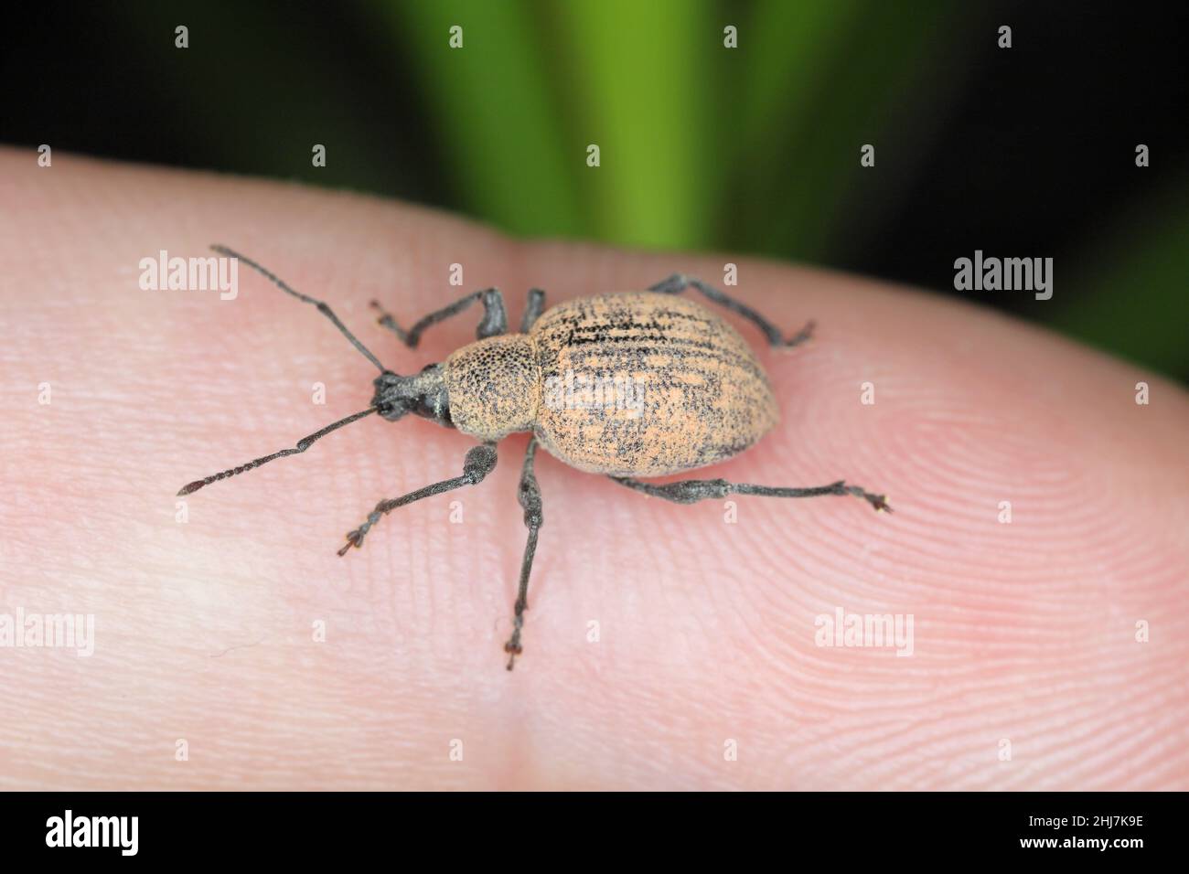 Beetle of Otiorhynchus (sometimes Otiorrhynchus) on the finger Stock ...