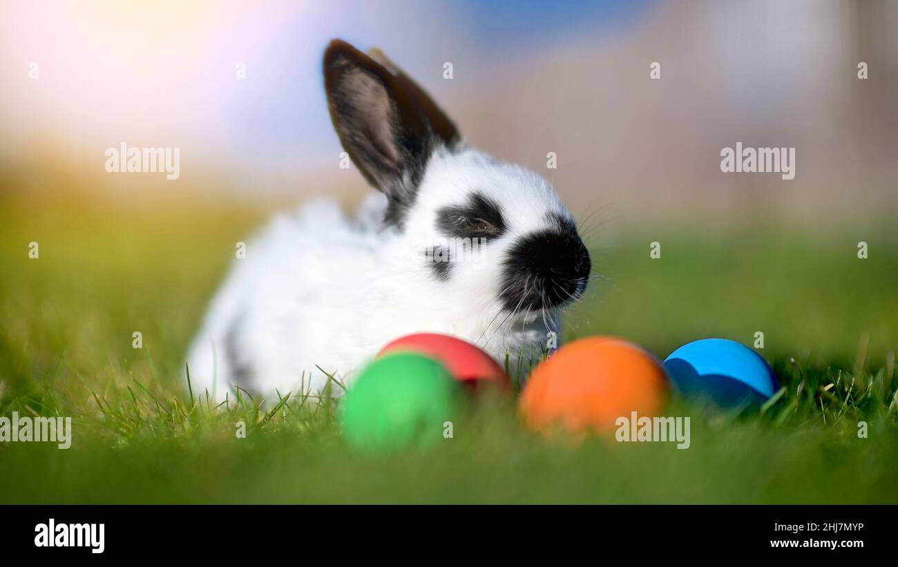 A funny little rabbit is sitting on the lawn next to lay dyed Easter ...