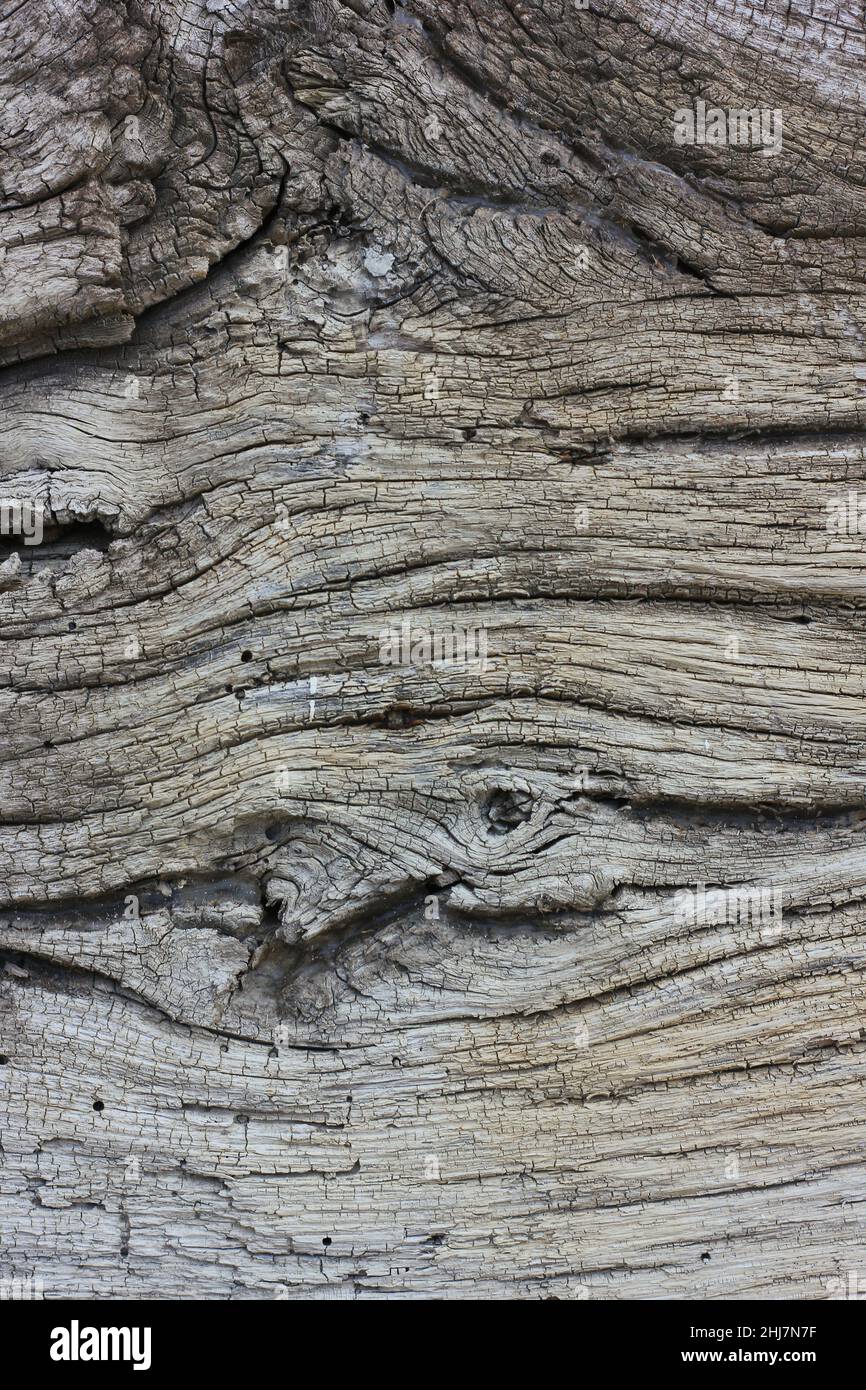 Heavily grained and weathered timber log with deep striations showing ...