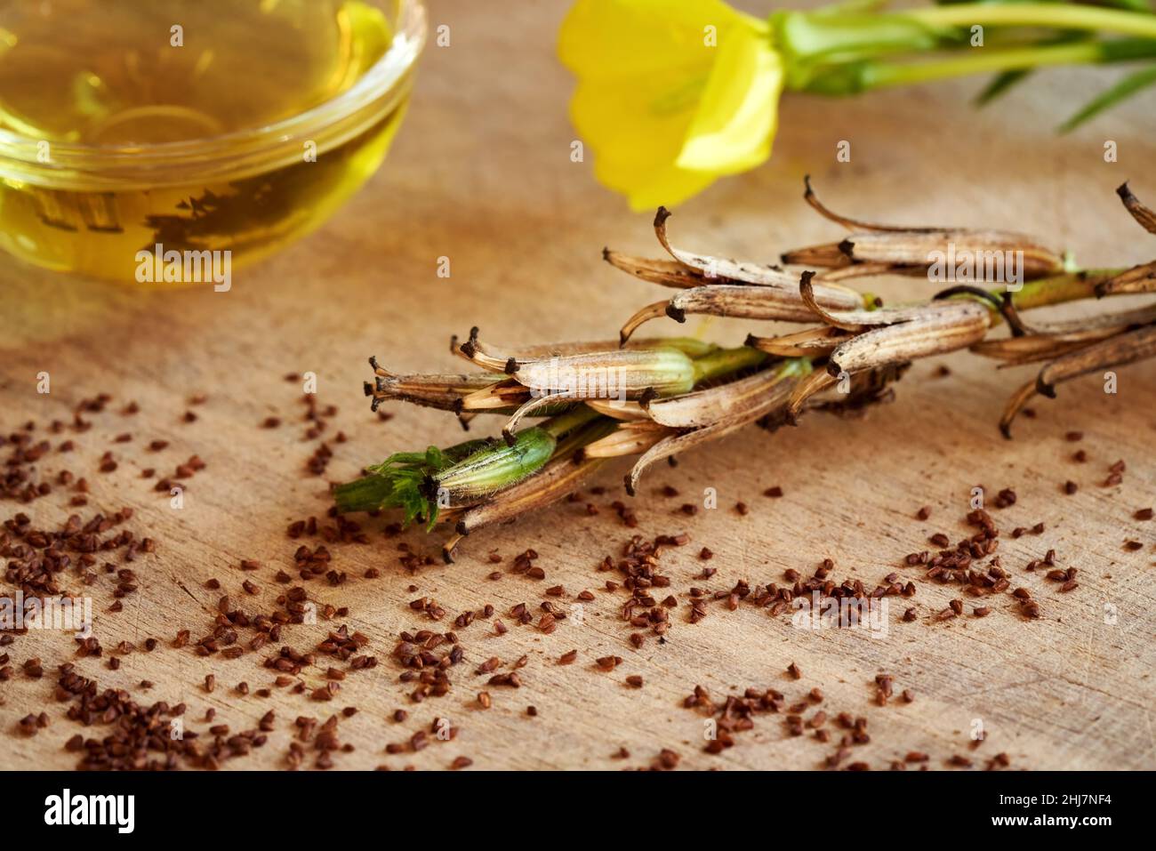 Oenothera biennis oil seed hi-res stock photography and images - Alamy