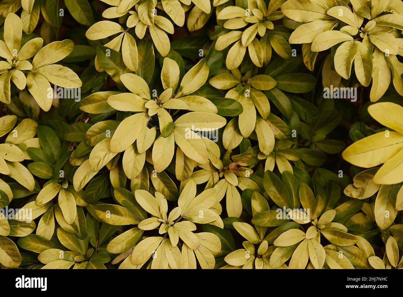 Choisya sundance hi-res stock photography and images - Alamy