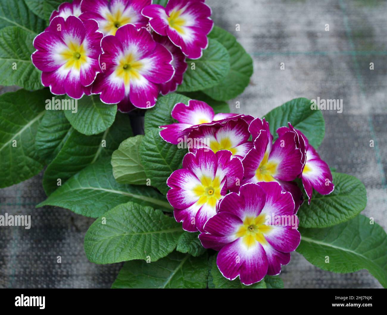 Pink flowers yellow center hi-res stock photography and images - Alamy