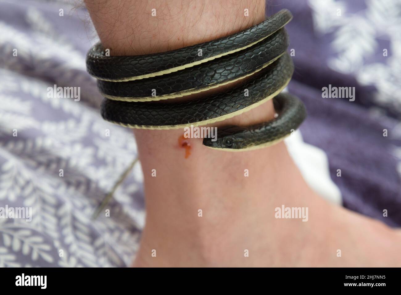 A black venomous snake strongly wrapped around a man's leg. Concept of ...