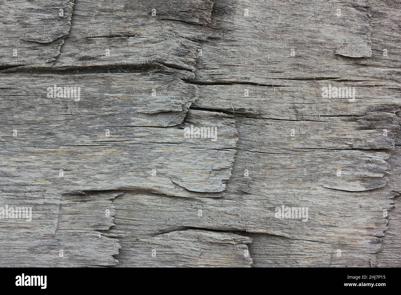 An obsolete construction technique of using an axe to shape timber logs ...