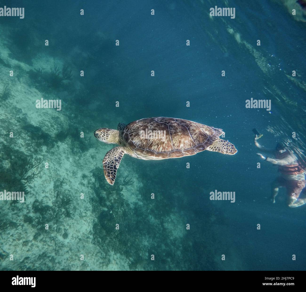 Woman turtle snorkeling hi-res stock photography and images - Alamy
