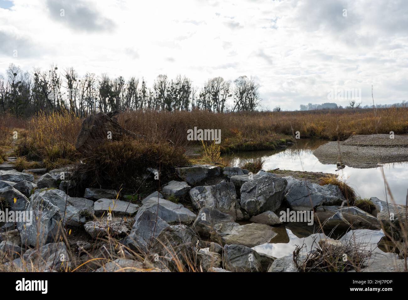 Stones and yellow reed on the water Stock Photo - Alamy