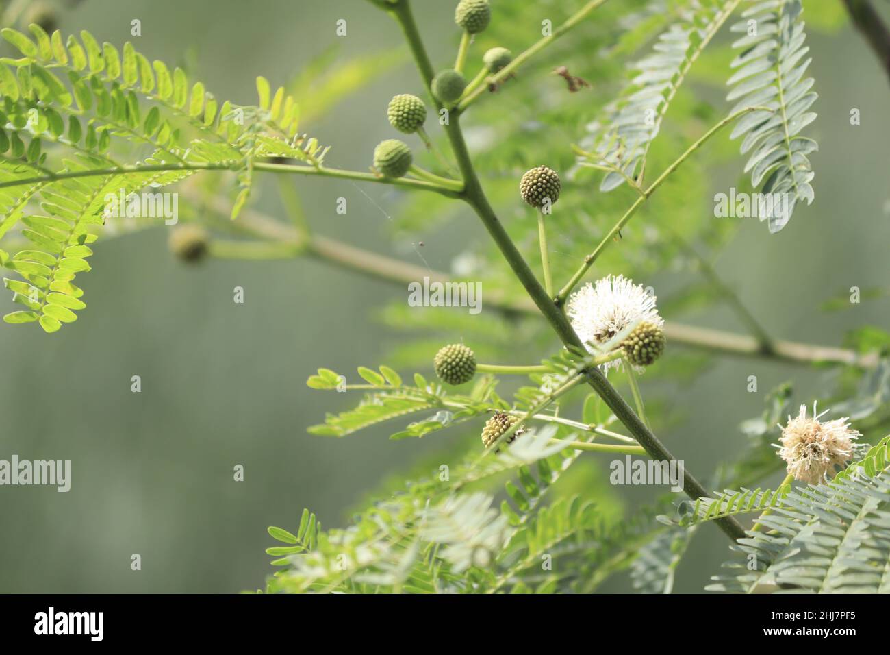 Closeup shot of Leucaena leucocephala mimosa tree Stock Photo - Alamy