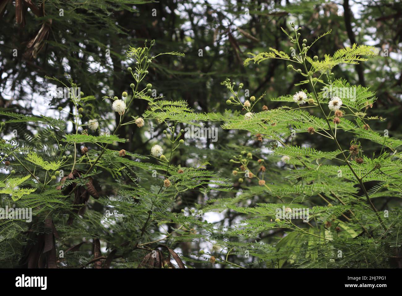 Closeup shot of Leucaena leucocephala mimosa tree Stock Photo - Alamy