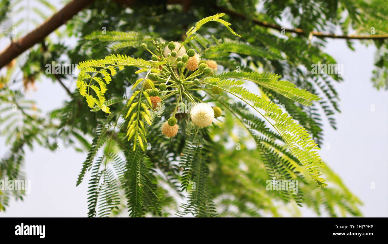Closeup shot of Leucaena leucocephala mimosa tree Stock Photo - Alamy