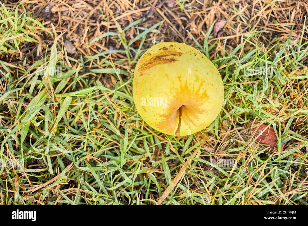 Apple fruits fallen on the grass around the apple tree Stock Photo - Alamy