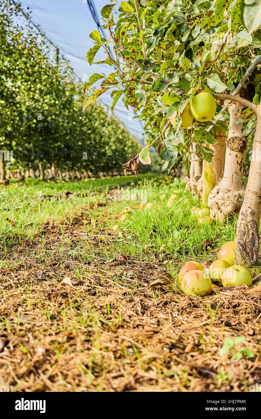 trees laden with apple fruit Stock Photo - Alamy