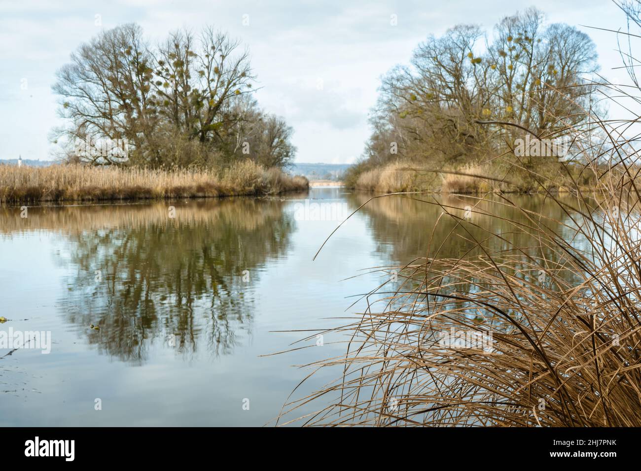 Lake with reeds and trees with mistletoe Stock Photo - Alamy