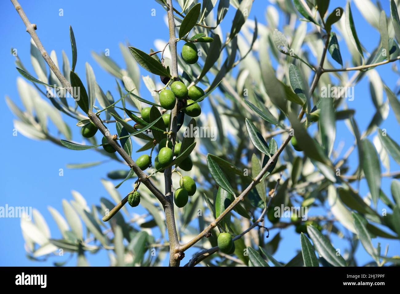Europa olives hi-res stock photography and images - Alamy