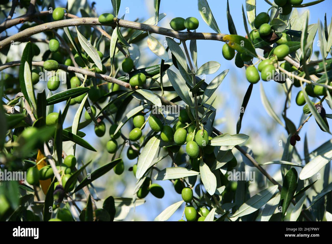 Detail of olive tree with olives Stock Photo - Alamy