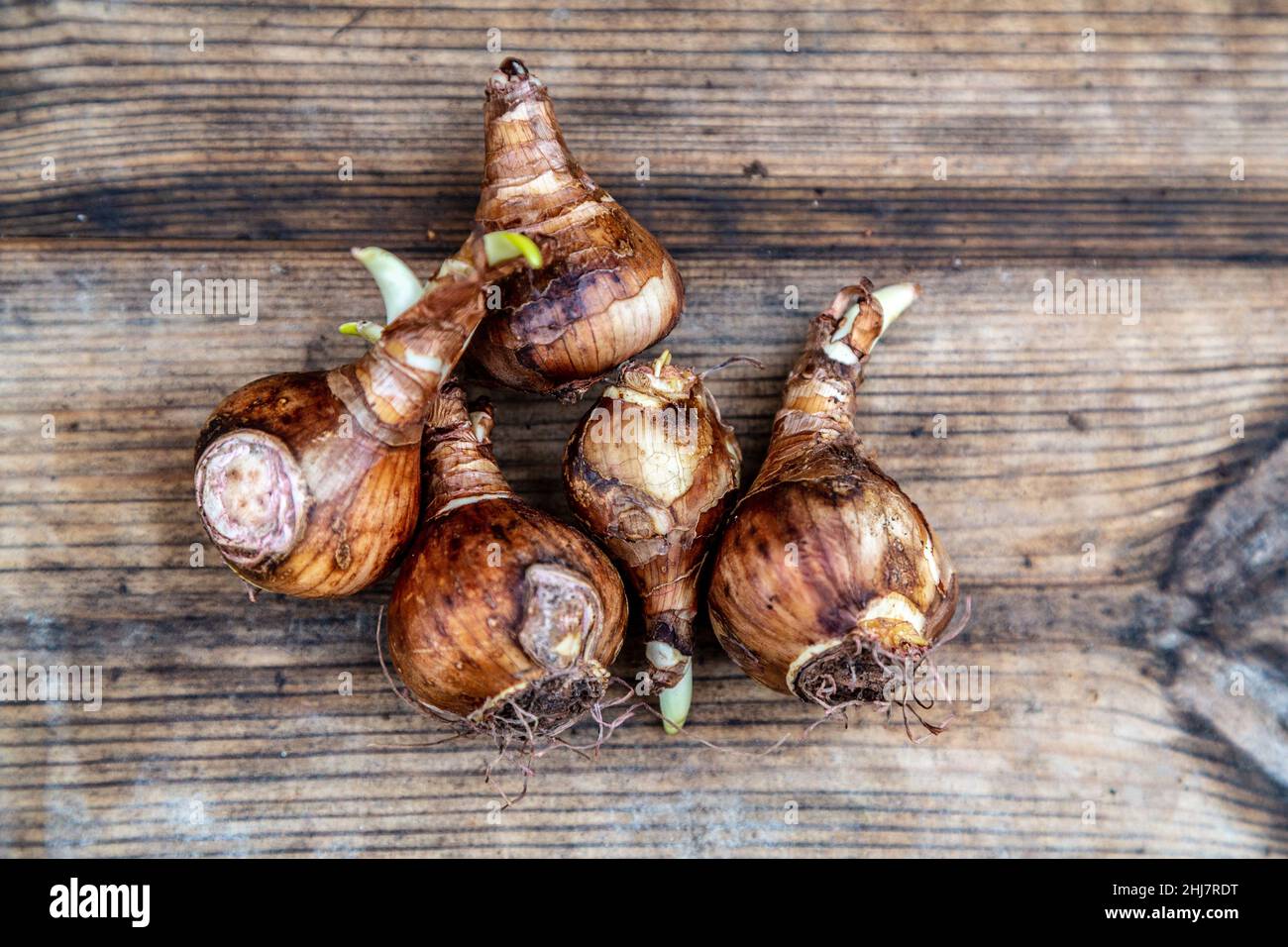 crocus and daffodil bulbs ready for autumn planting Stock Photo - Alamy