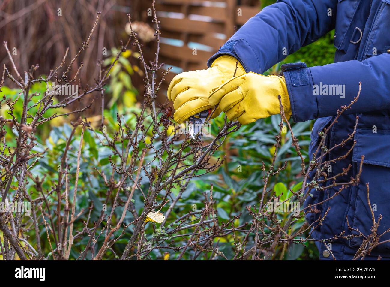 Pruning currant bushes in autumn. Garden work. The pruner in the hands ...