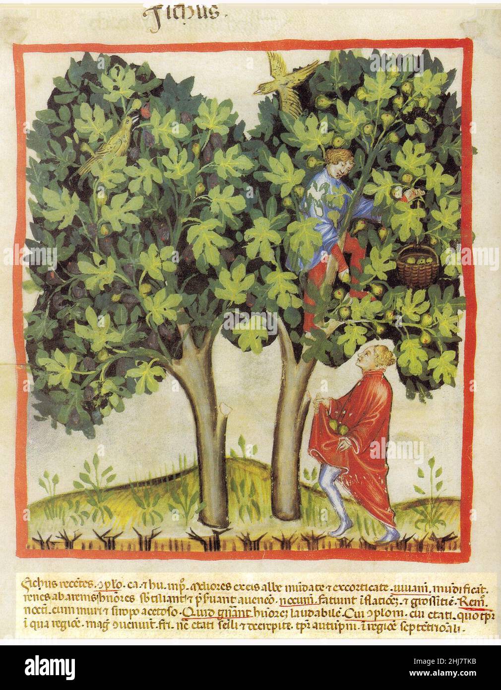 Fichus hi-res stock photography and images - Alamy