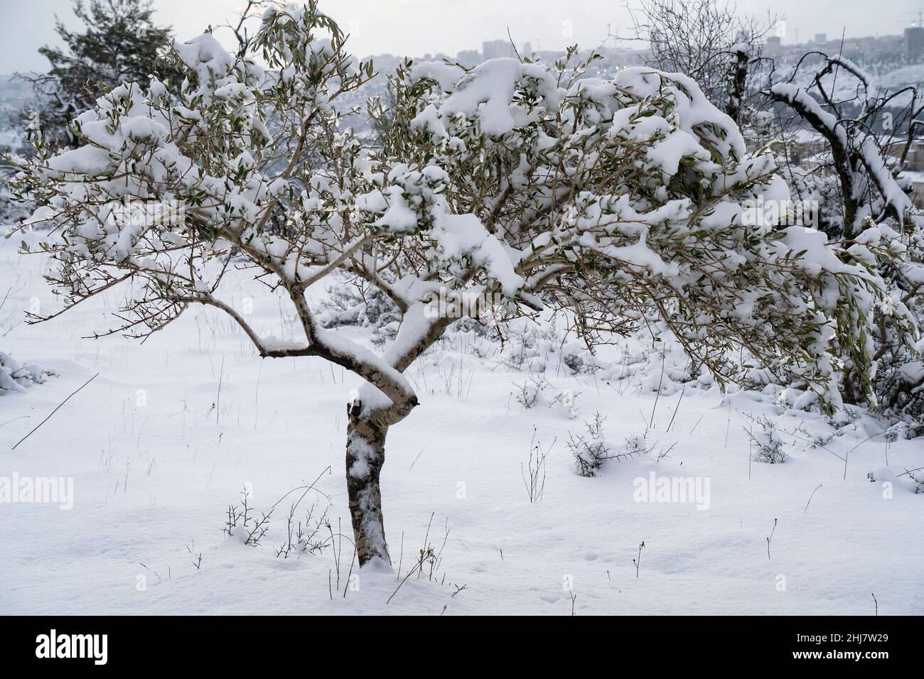 A snow covered olive tree in the Judea mountains near Jerusalem, Israel ...