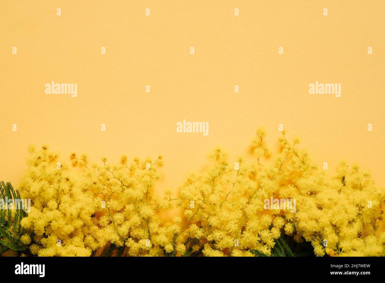 Blooming mimosa plant with yellow flowers on bottom of yellow paper ...
